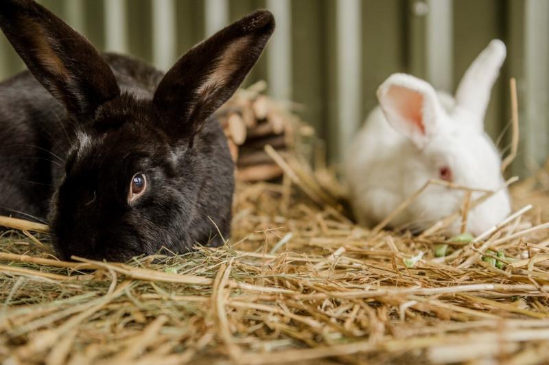 Rabbit and Guinea Pig supplies – Campbells Garden Centre