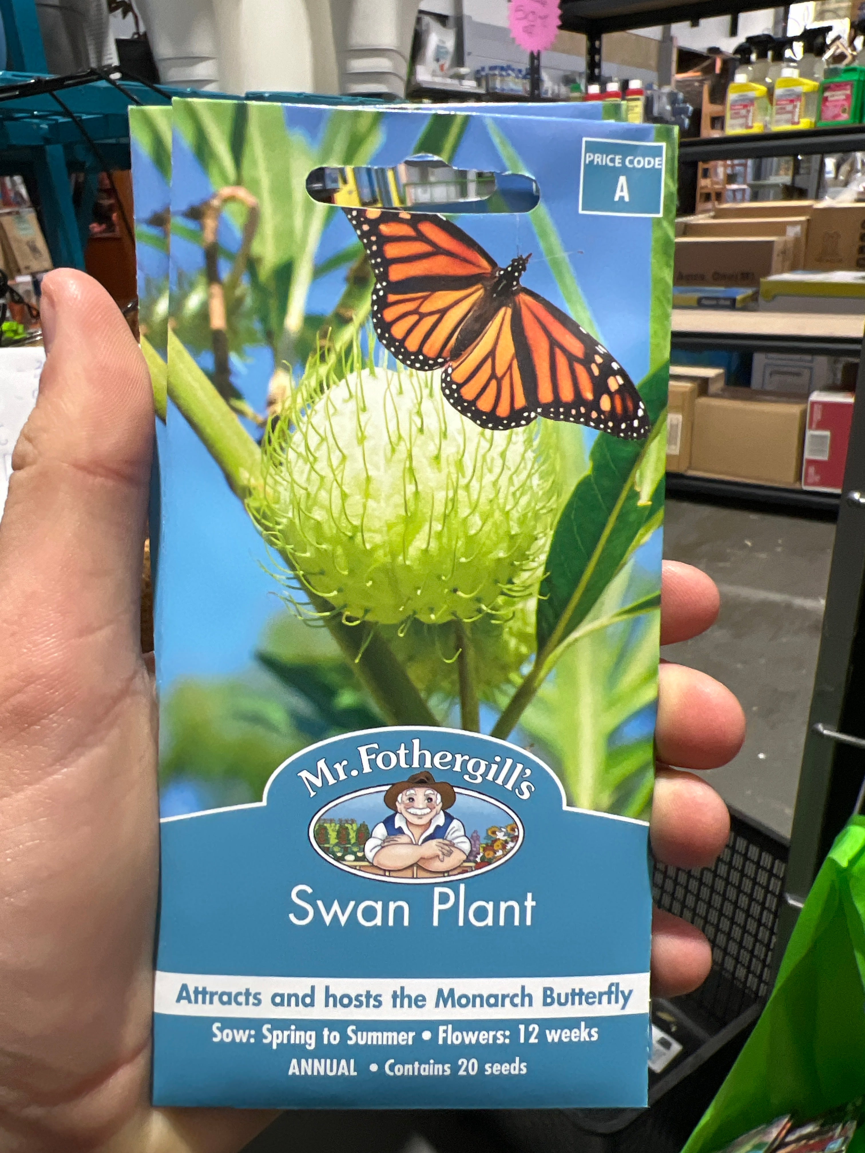 Swan Plant – Campbells Garden Centre