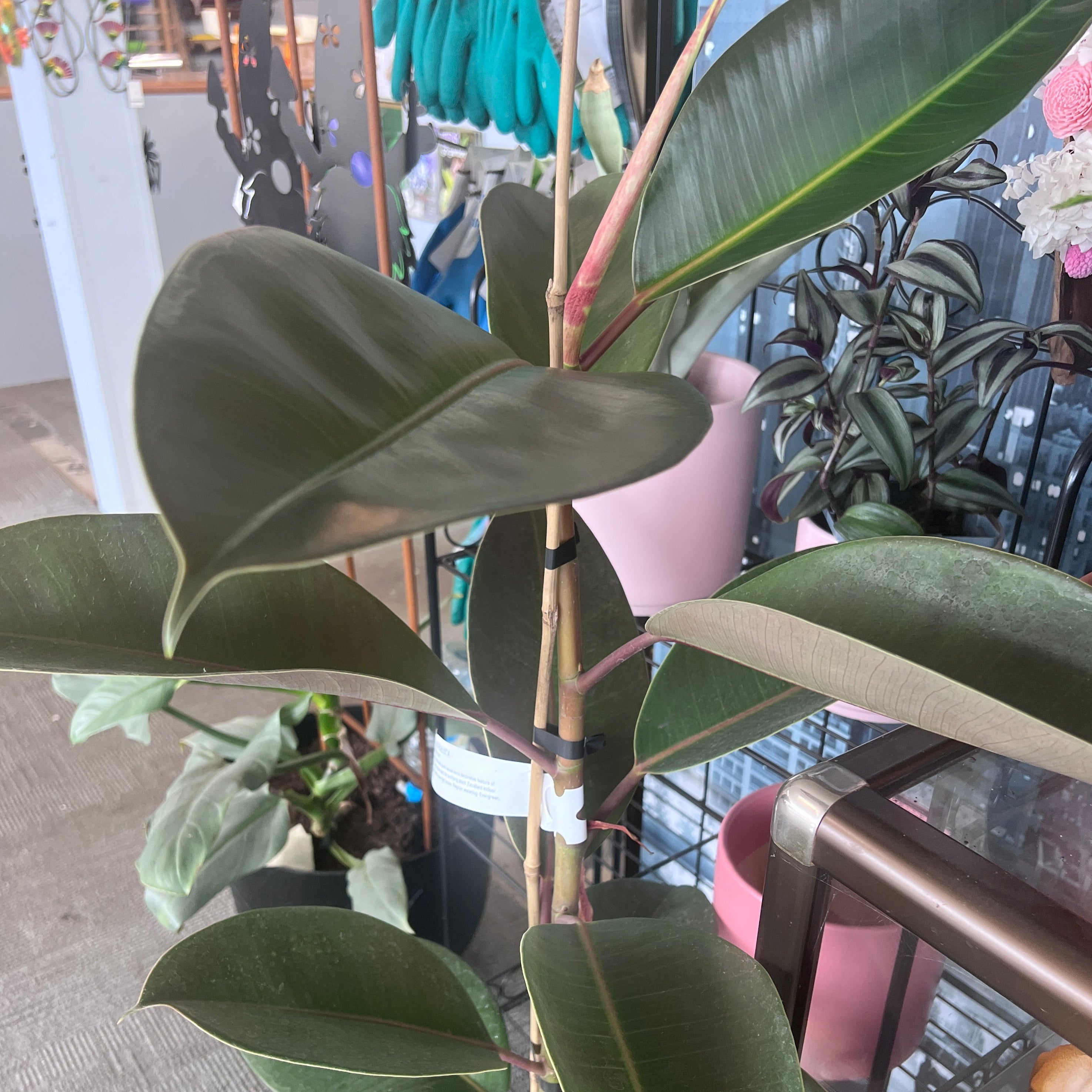 Ficus Robusta, (Rubber Plant) – Campbells Garden Centre