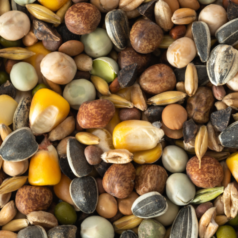 Super Sprout – Campbells Garden Centre